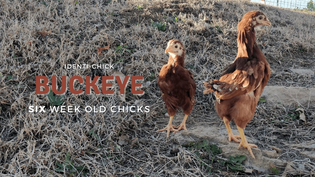 Buckeye: 6-Week-Old Chicks - YouTube