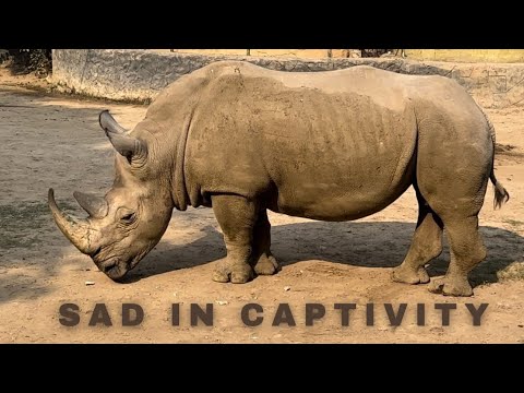 Rhino Looked Sad In Captivity | Rhino In Zoo | Rhino Feeling Alone and ...