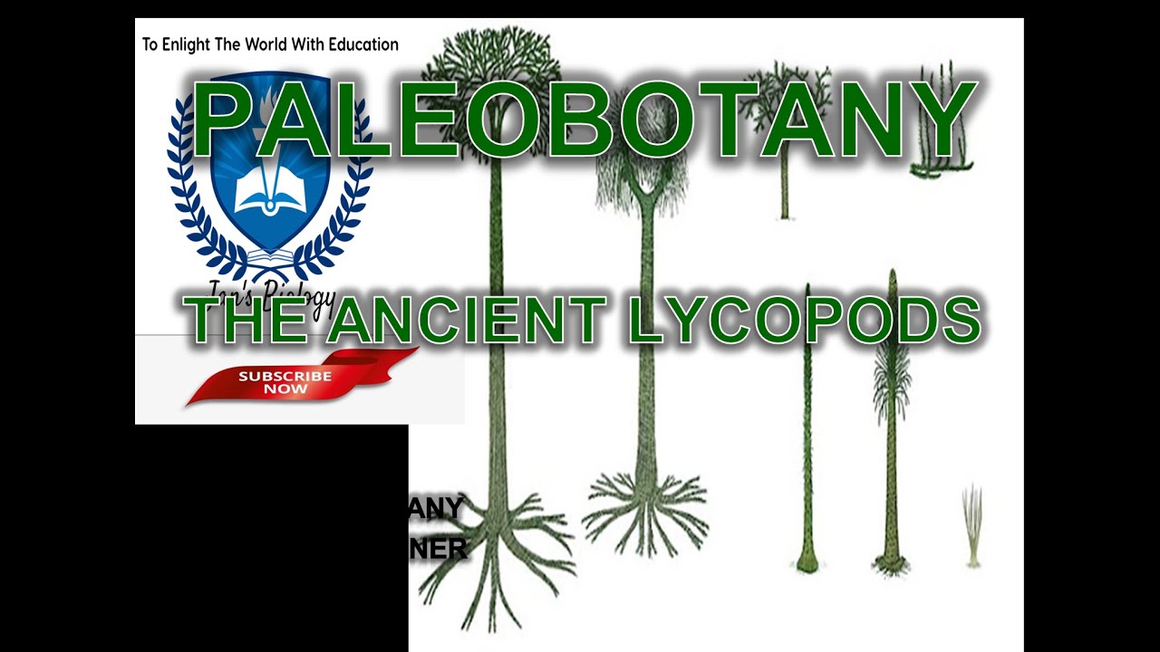THE ANCIENT LYCOPODS - YouTube