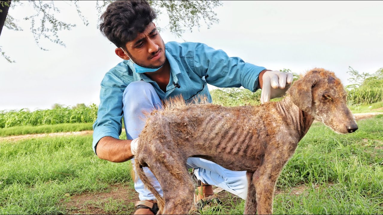 Rescued a sick dog from road🥺Recovering it from death - YouTube