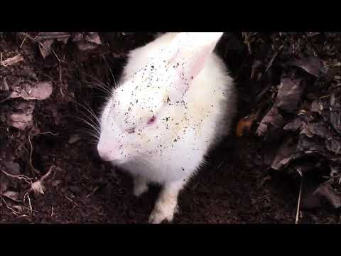 The process of Zainab the Rabbit giving birth