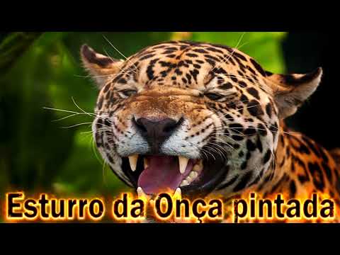 Onça pintada esturrando gravado ao vivo em HQ uma exclusividade Alejunglesongs !!
