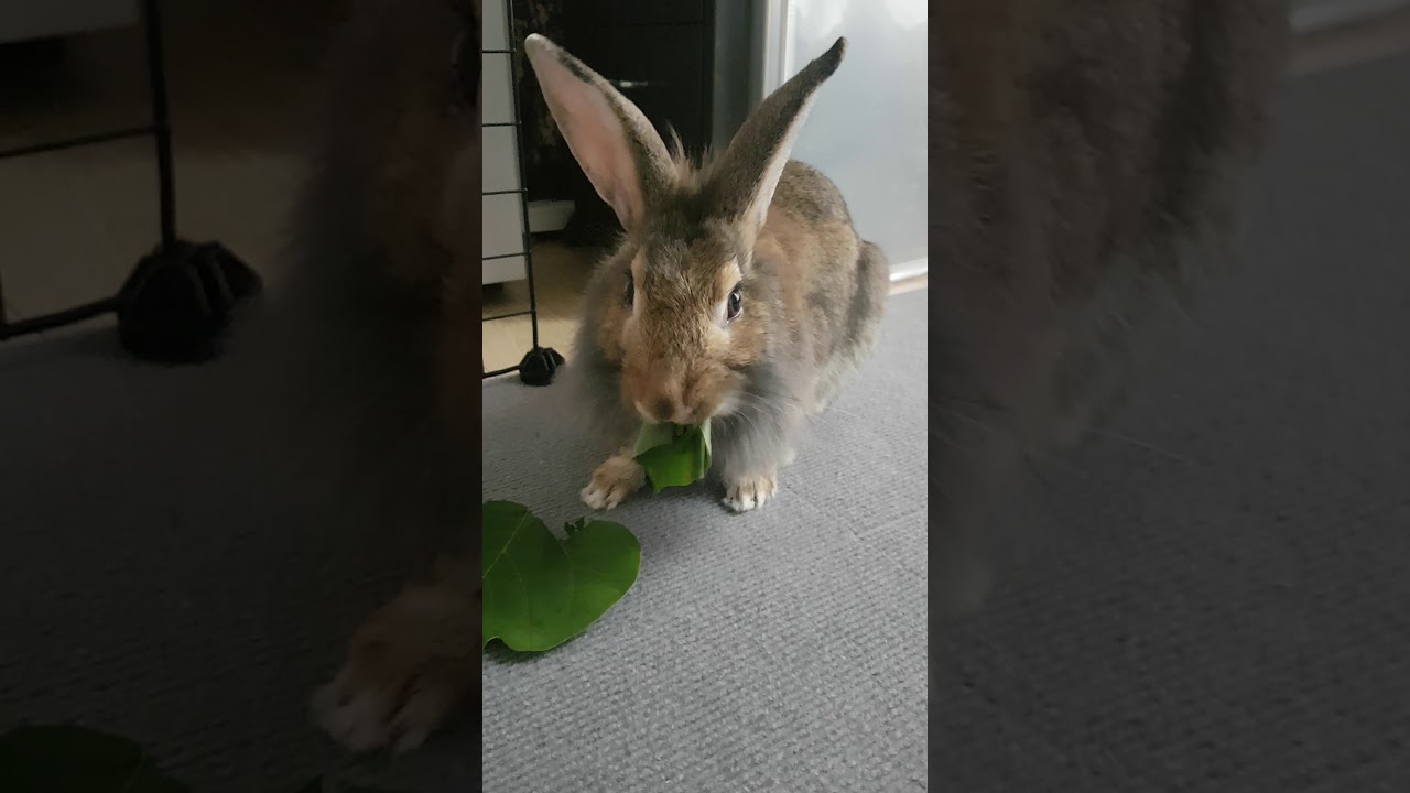 South Korea Rabbit - 칡잎먹는 토끼 - YouTube