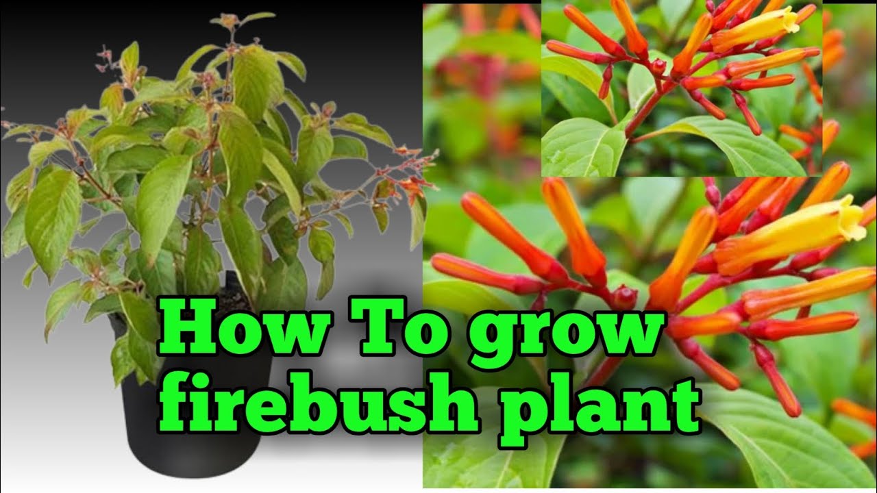 how to grow firebush plants 😃100% rejelt #firebush plant - YouTube
