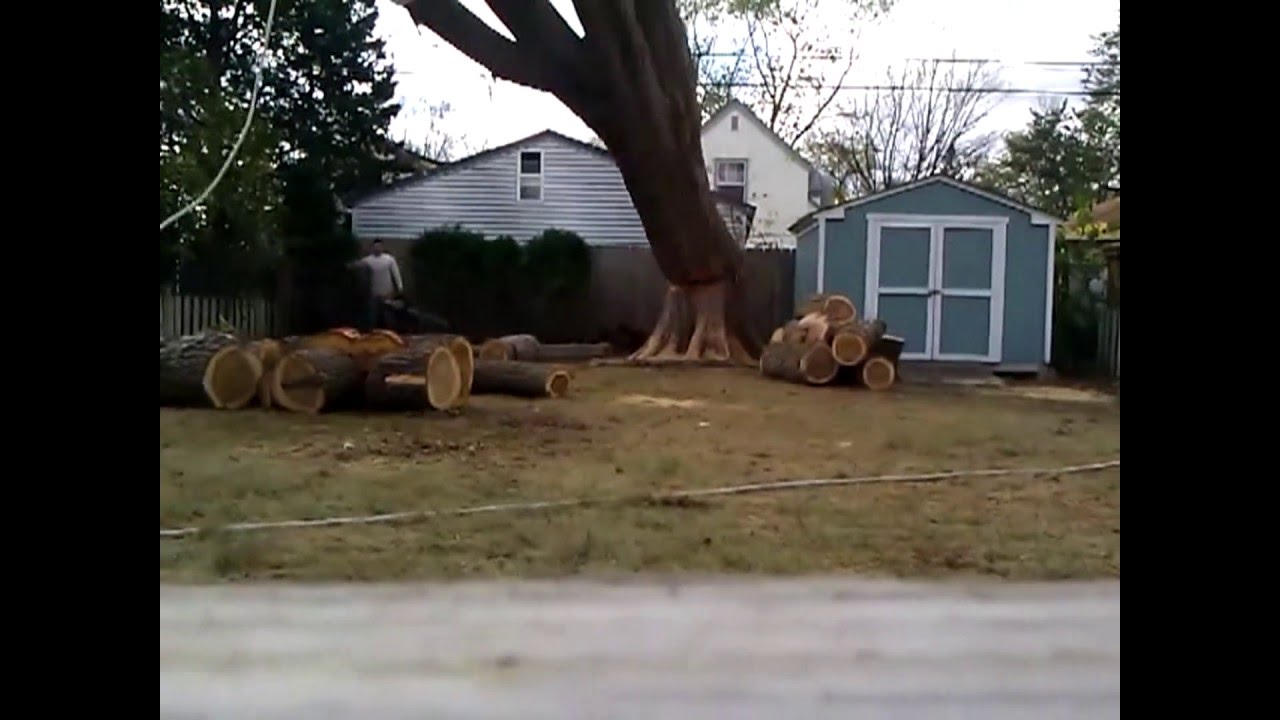 HUGE Tree Falling "Crushes - YouTube