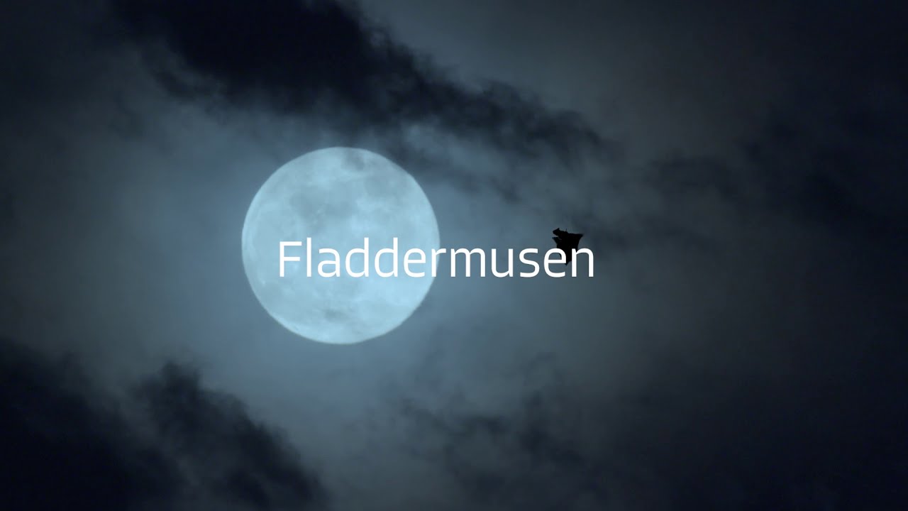 Vi lär oss om: Fladdermusen Trailer (Sol7537) - YouTube
