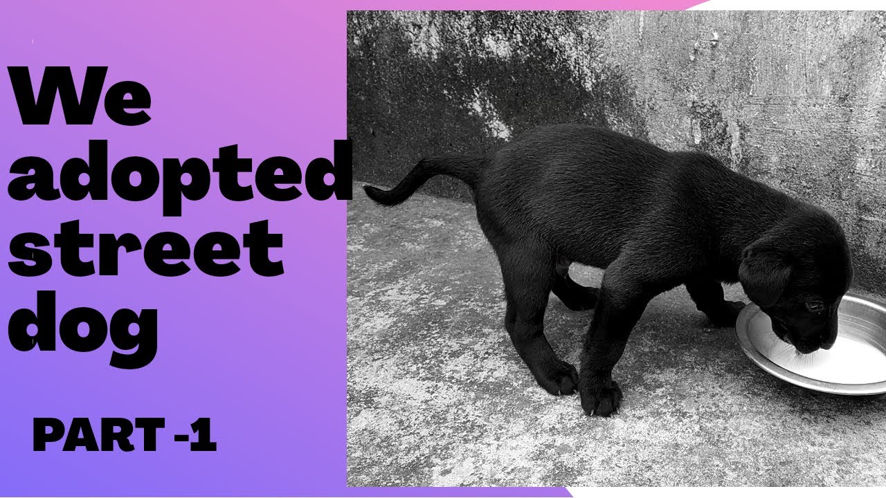 Adoption story of a street dog Part -1 | First day fun with my new pet ...