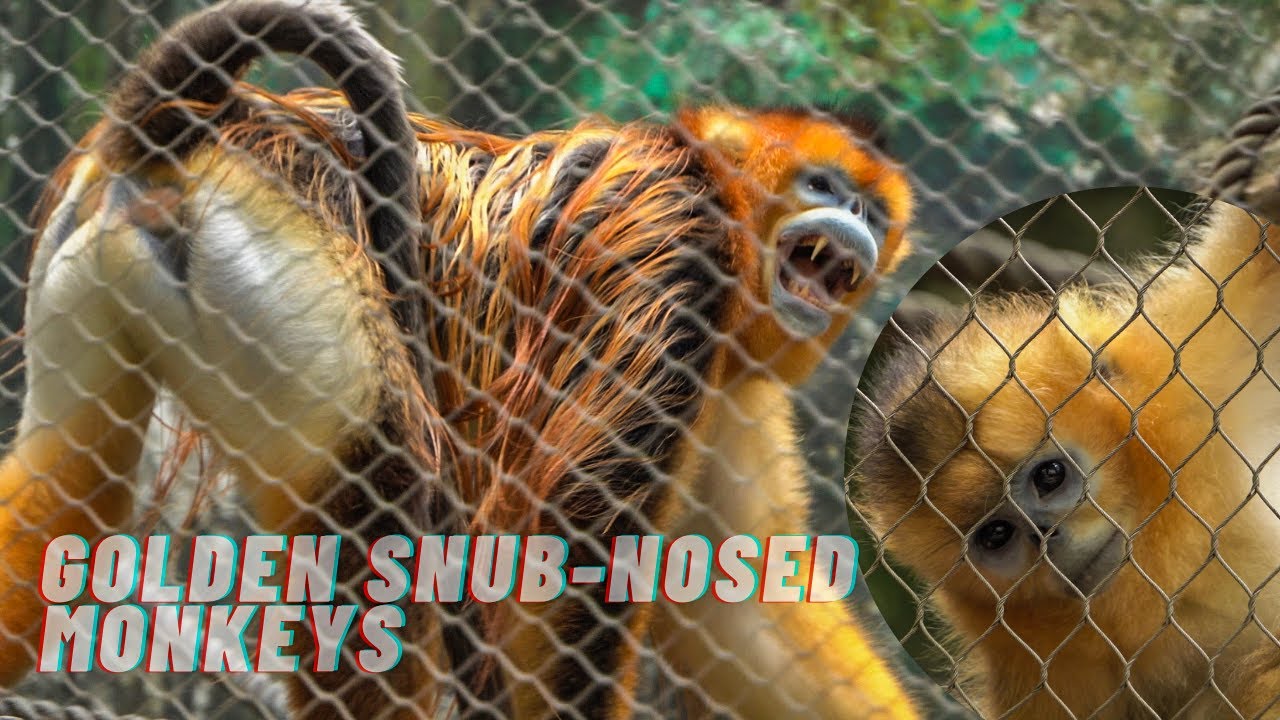 S1E270🐒👑 Golden Snub-nosed Monkeys are breathtakingly beautiful!キンシコウは ...