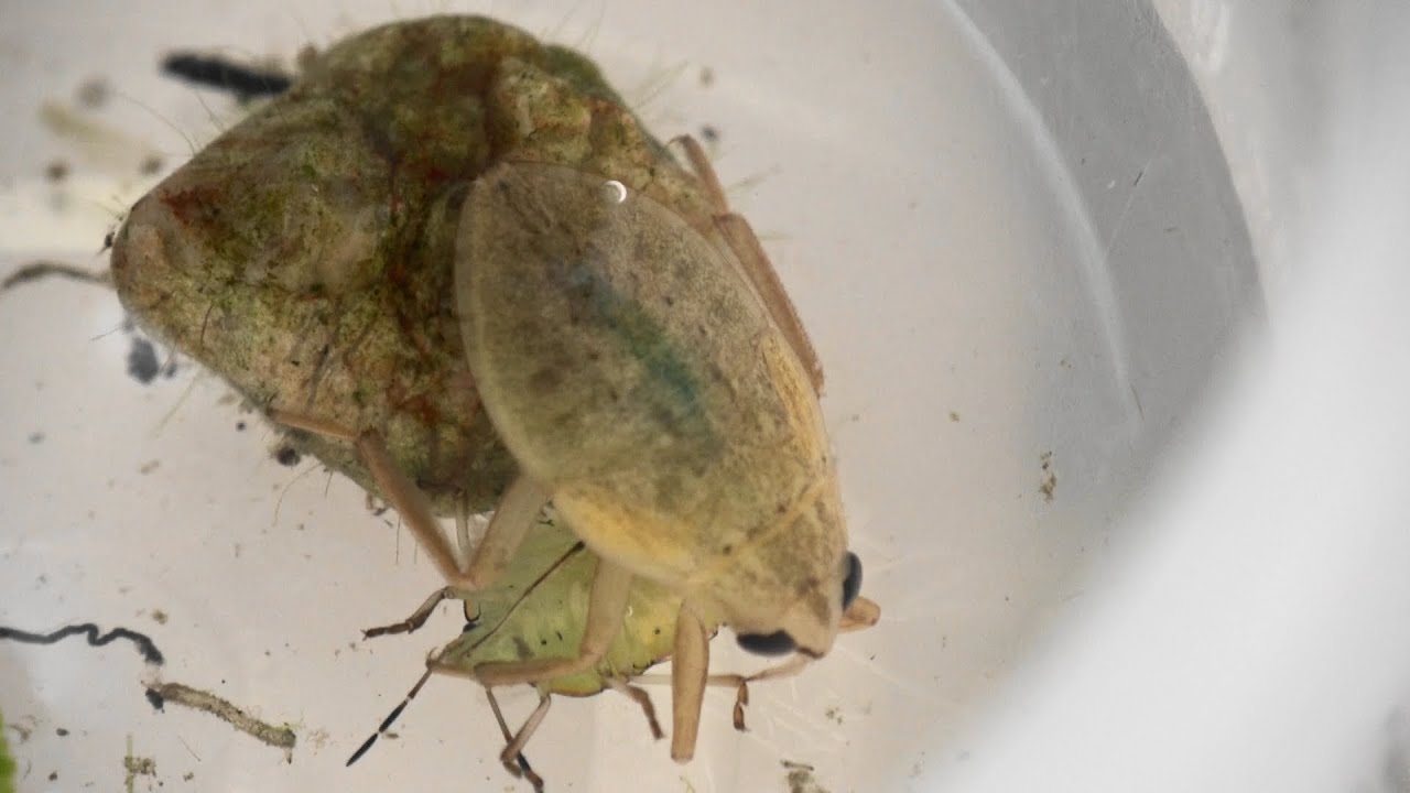 Ferocious water bug larva eats a stink bug - YouTube