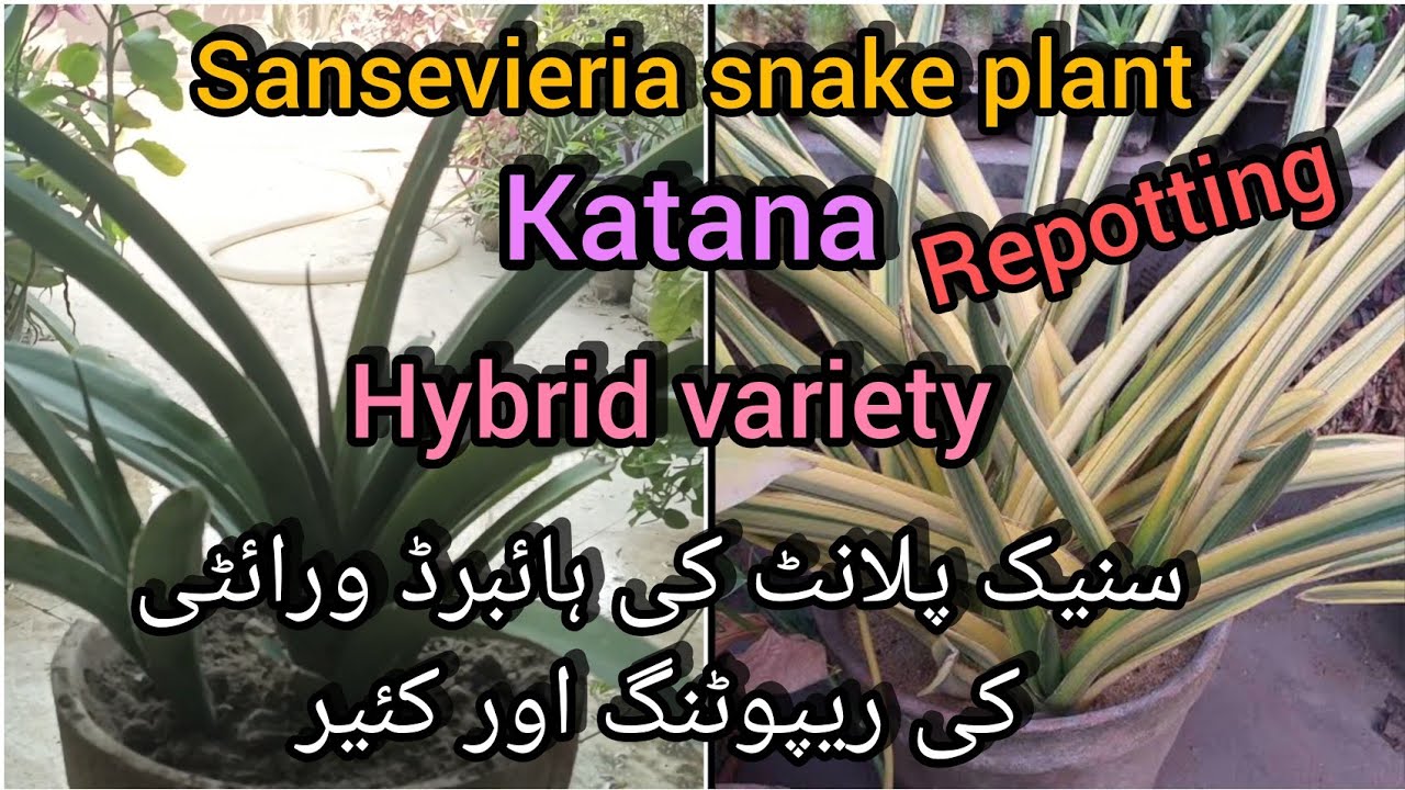 Snake plant Katana repotting and care propagation // Grow green 445 ...