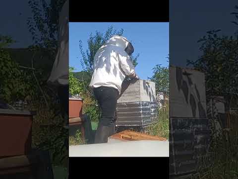 051  404 82 22 Ramin Abbasov təmiz daģ balį çatdirilma var  . Istiyen xeber elesin