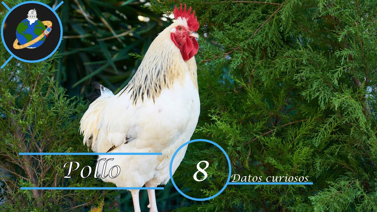 POLLO - 8 Datos curiosos- - YouTube