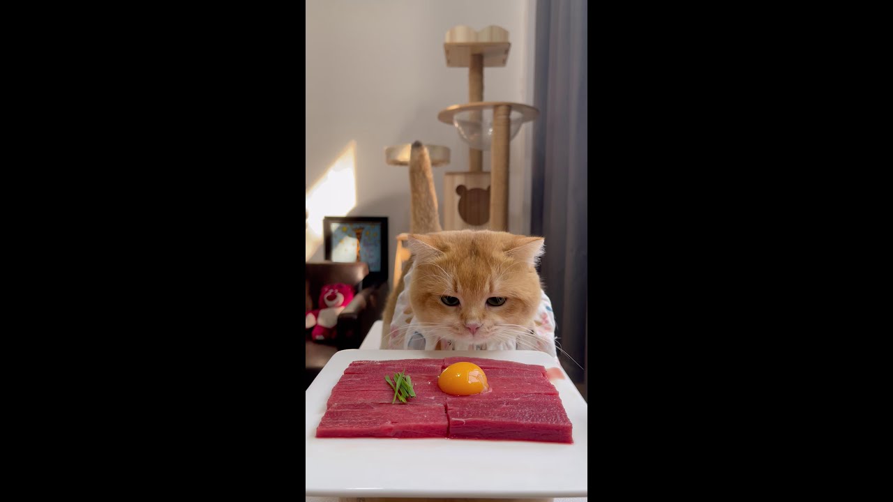 Master cat ate a little luxurious today# cat# cat raw flesh# cat eat ...