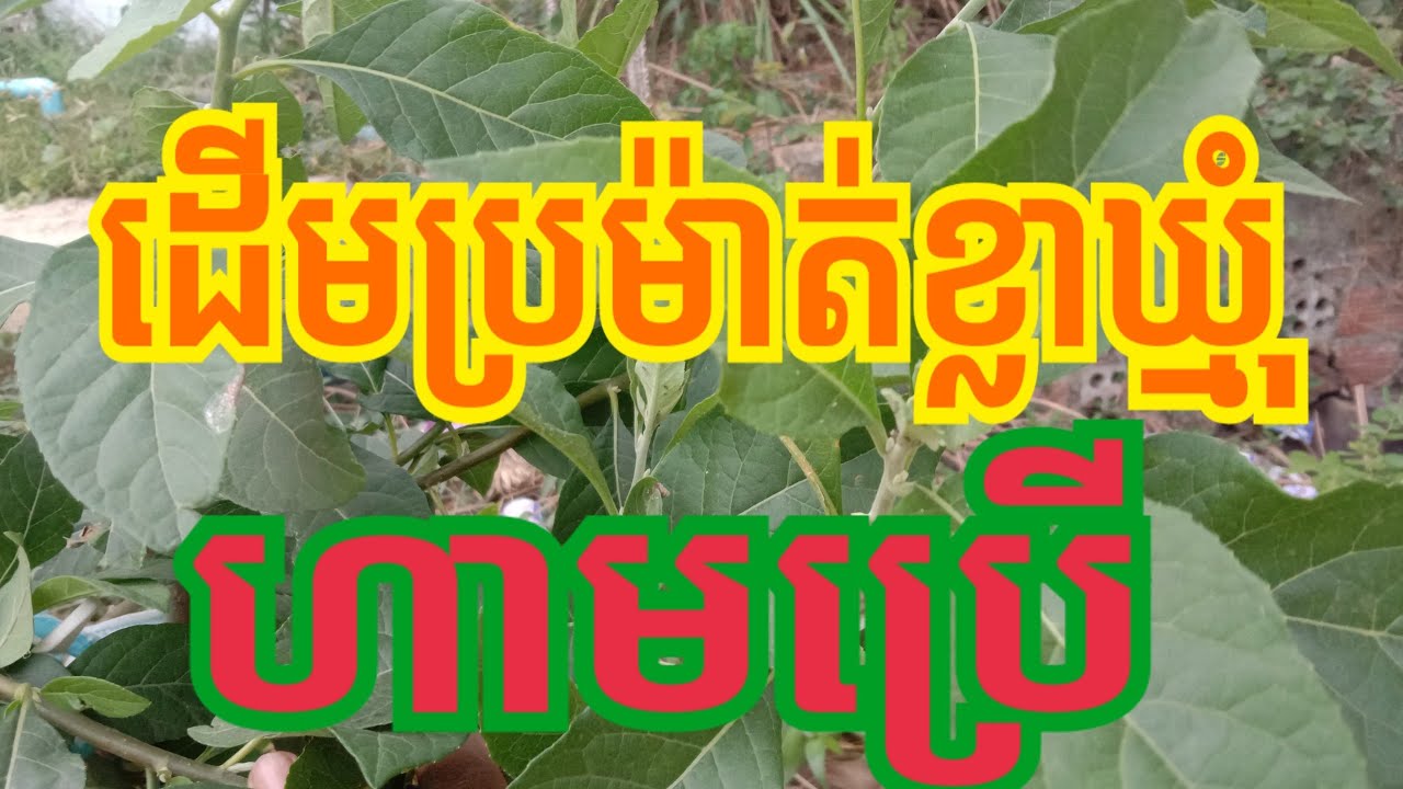 ដើមប្រម៉ាត់ខ្លាឃ្មុំ.The gall bladder of a bear. - YouTube