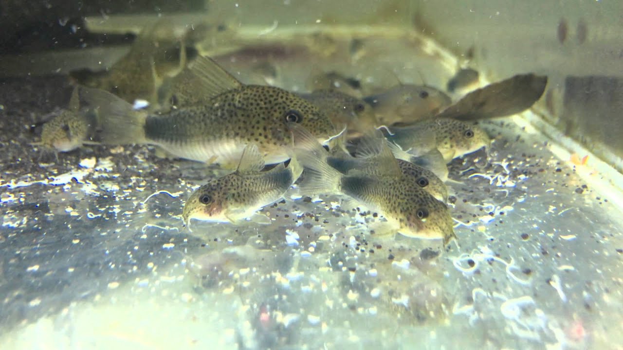 Feeding Grindal worms - YouTube