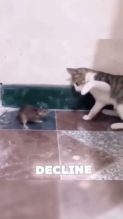 Cats and mouse - YouTube