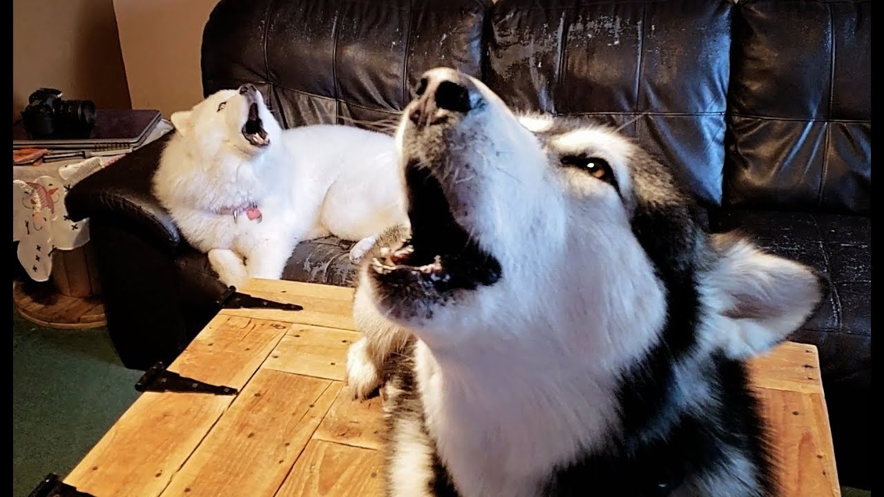 Snow Dogs | Howling With Steel The Husky - YouTube