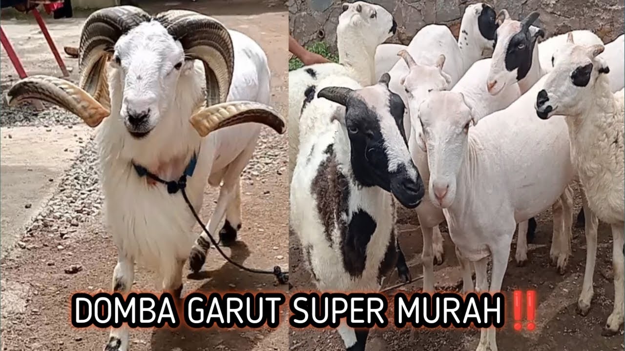 Update Harga Domba Garut Terbaru , kualitas super murah ‼️ - YouTube