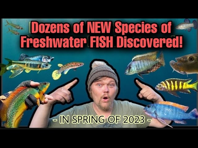 Rare Freshwater Fish Species Badis Badis — Fish Laboratory