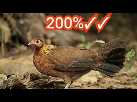 tiếng gà mái gọi trống 💯👍 suab poj qaib seev zoo tiag2 li dib tuaj 100% - YouTube