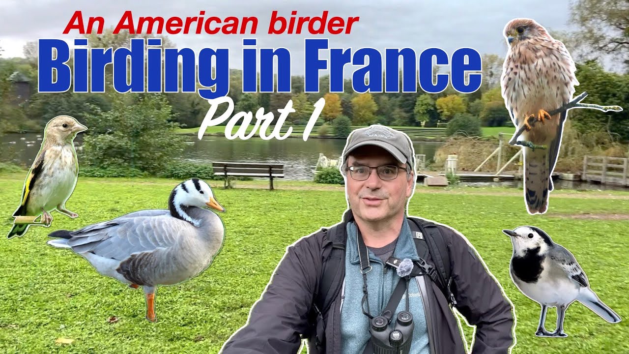 An American birder in France - Part 1, birding in a town south of Paris ...