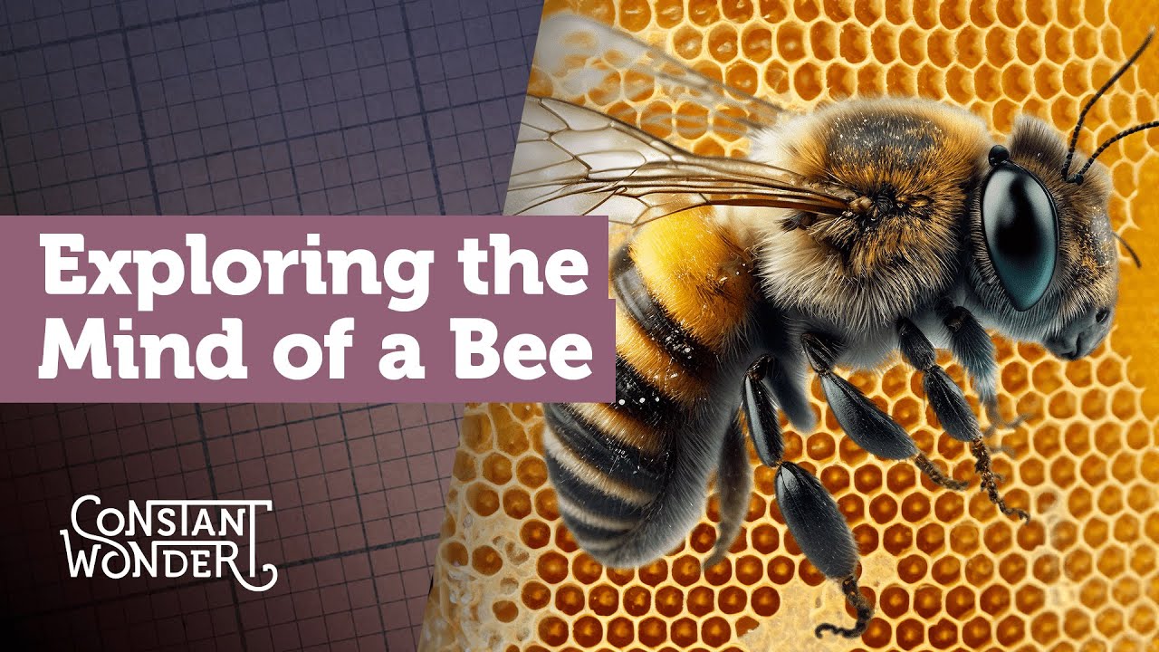 Exploring the Mind of a Bee - YouTube