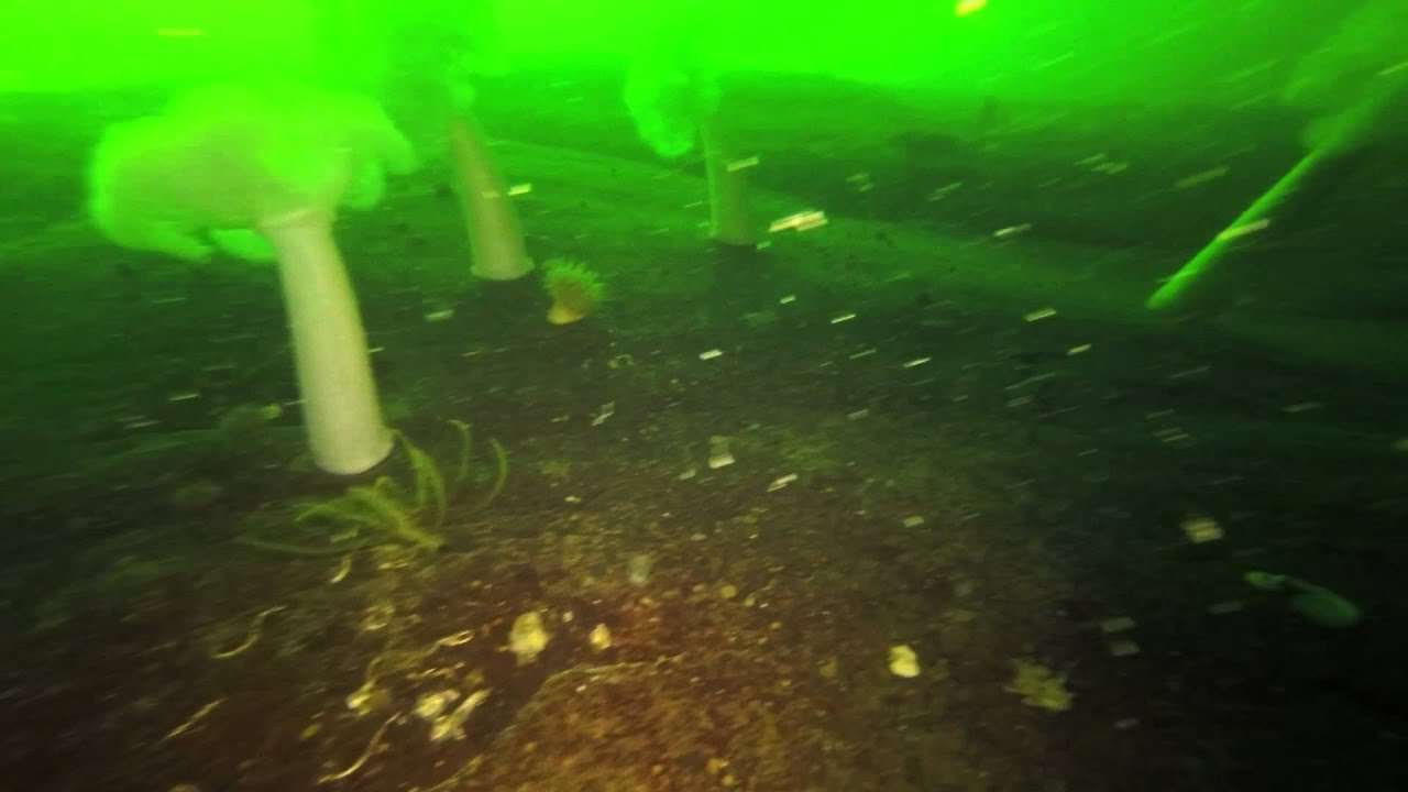 HMCS Annapolis Wreck Dive - YouTube