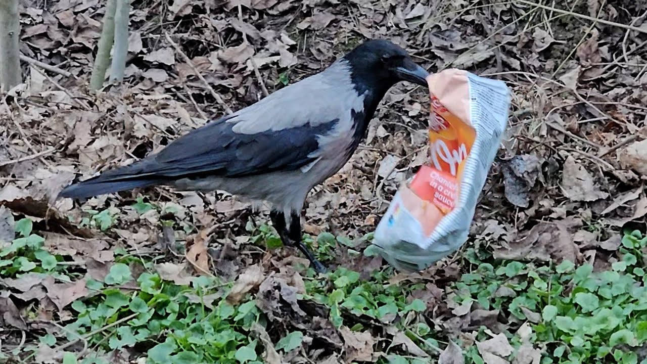 A crow checks: It's 'a bag of chips' or 'a packet of crisps'? - YouTube