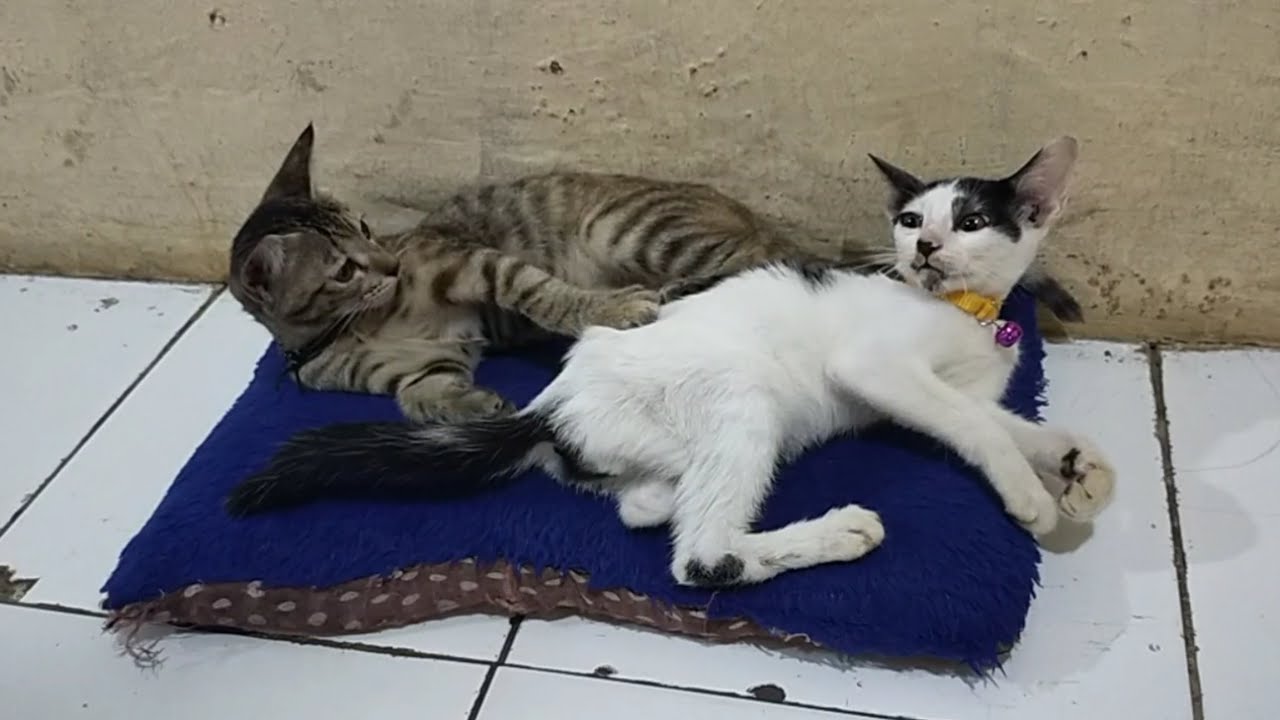 KELAKUAN ANAK KUCING NAKAL YANG MENGGEMASKAN! - YouTube