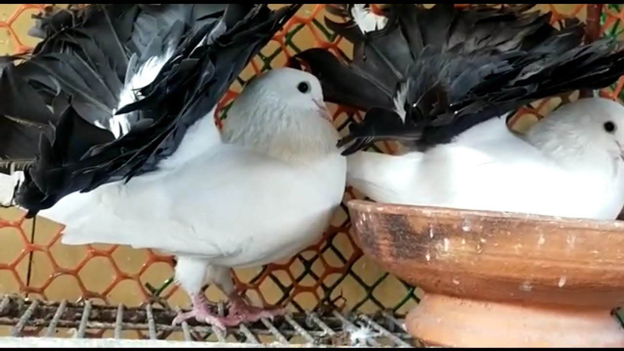 বিক্রয় হবে Black Tailmark Fantail Running pair. - YouTube