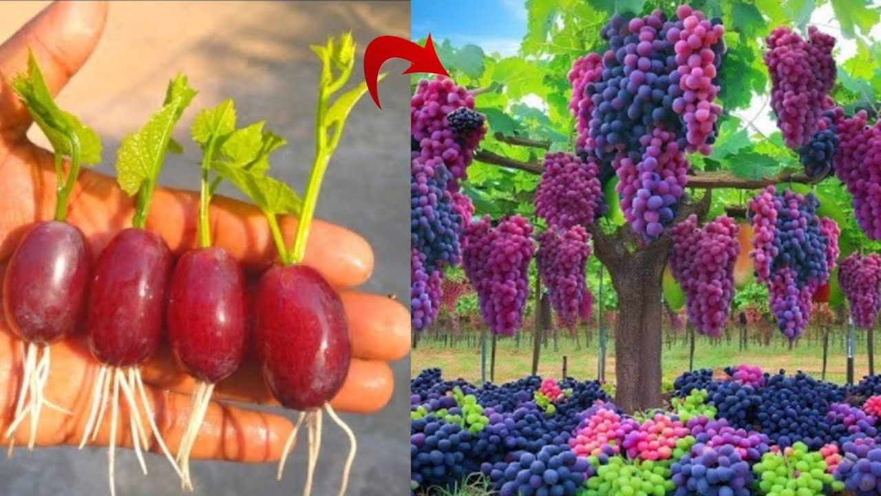 Growing black grape tree from grape at home || how to grow grape tree ...