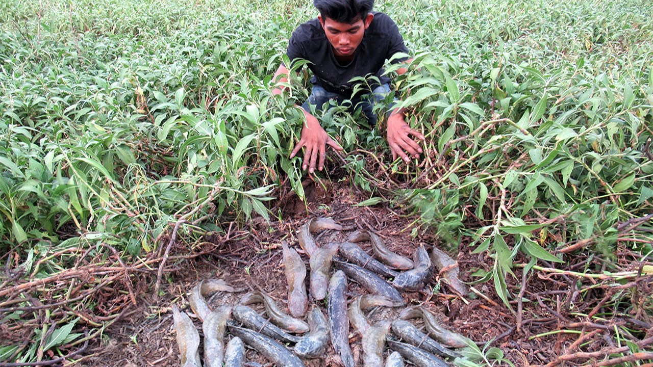 Easy Find & Catching Fishes From Underwater Muddy Soil In Season Best ...