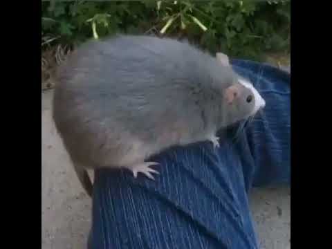 big chungus rat - YouTube