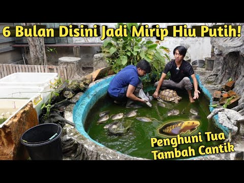 MENGEJUTKAN! SETENGAH TAHUN KOLAM TAK DIKURAS IKAN NYA MALAH MAKIN BESAR