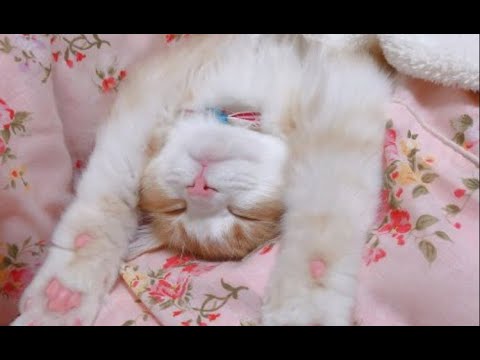 the all rounder : face, body, style, femininity, self love, & so much ...