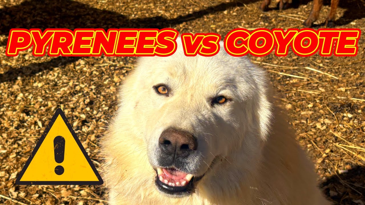 Great Pyrenees vs Coyotes - What Actually Happens - YouTube