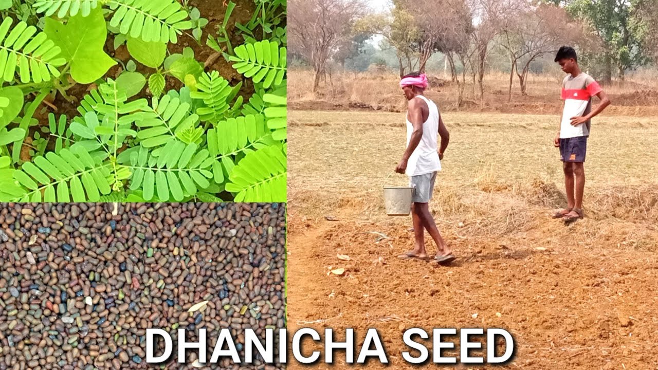 Dhanicha seed (Kheto me chhite) - YouTube