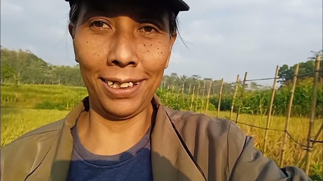 VARIETAS PADI IR 64 SANGAT MENGUNTUNGKAN PETANI - YouTube