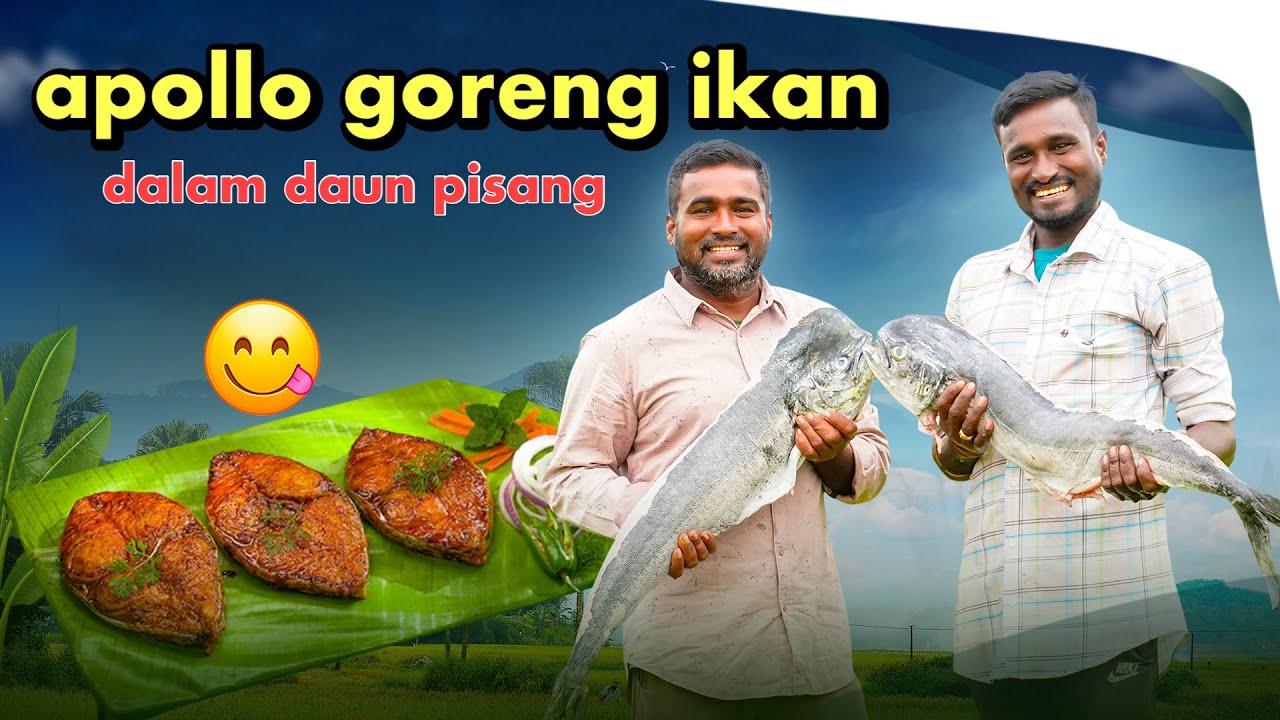Apollo fish fry in banana leaf | ikan apollo goreng dalam daun pisang ...