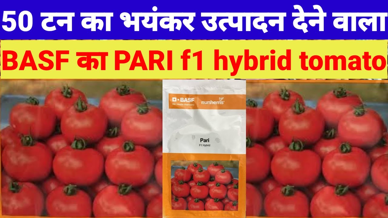 Pari tomato variety. BASF pari F1 hybrid tomato seeds परी टमाटर वैरायटी। pari tomato seeds - YouTube