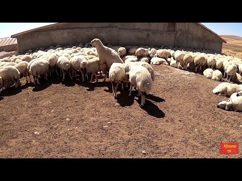 ACEMİ KOÇ AŞIM YAPABİLDİ Mİ???#kangal #koç