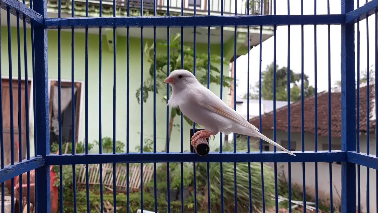 Cuit cuit Cuit Terrr Pancingan Kicau Burung Kenari - YouTube
