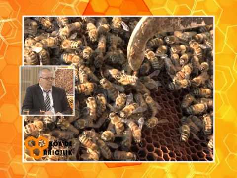 KÖYDE ARICILIK | GÜMÜLCİNE | 1. BÖLÜM