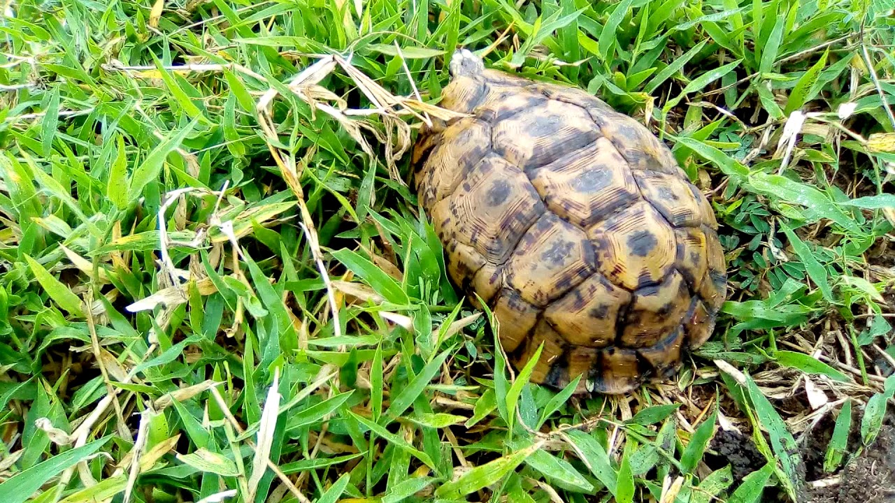 Wild Tortoise encounter: Close up view - YouTube