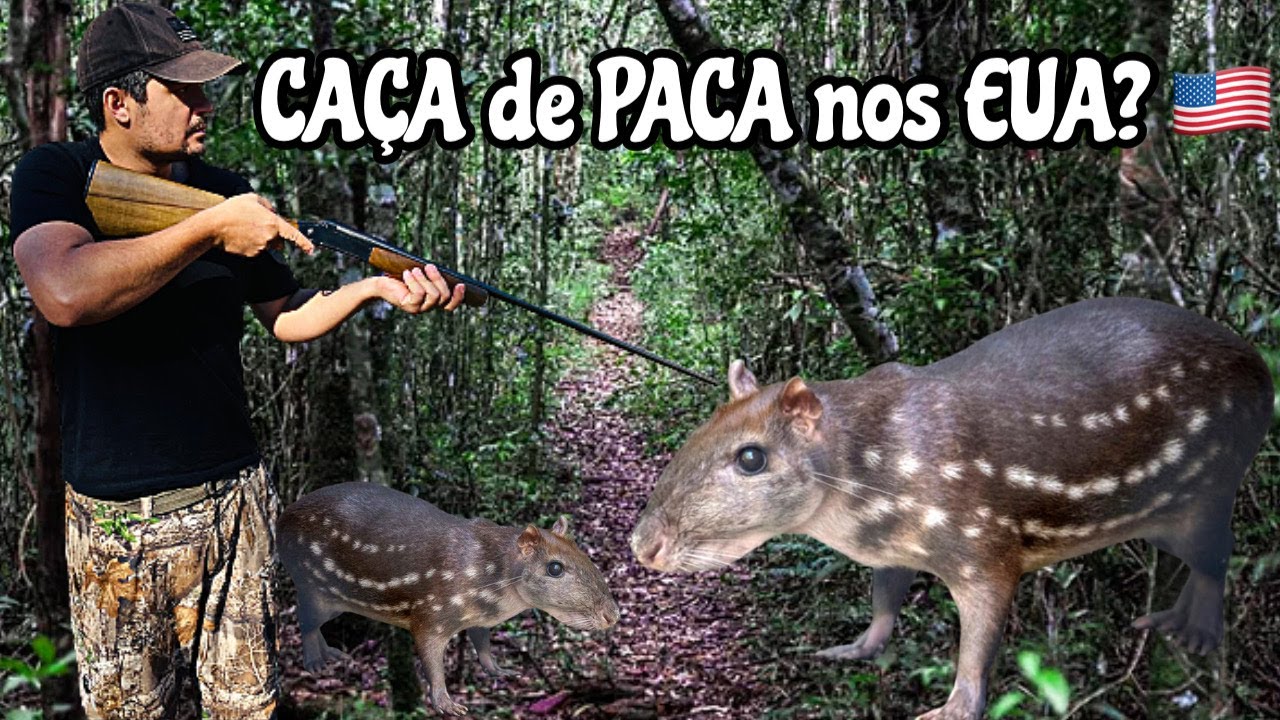Caçada de paca nos EUA? - YouTube