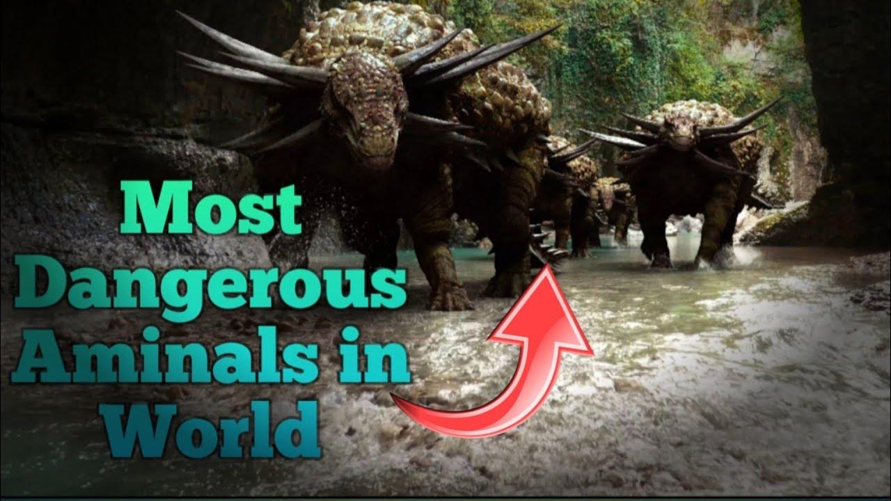 WORLD MOST DANGEROUS ANIMALS - YouTube