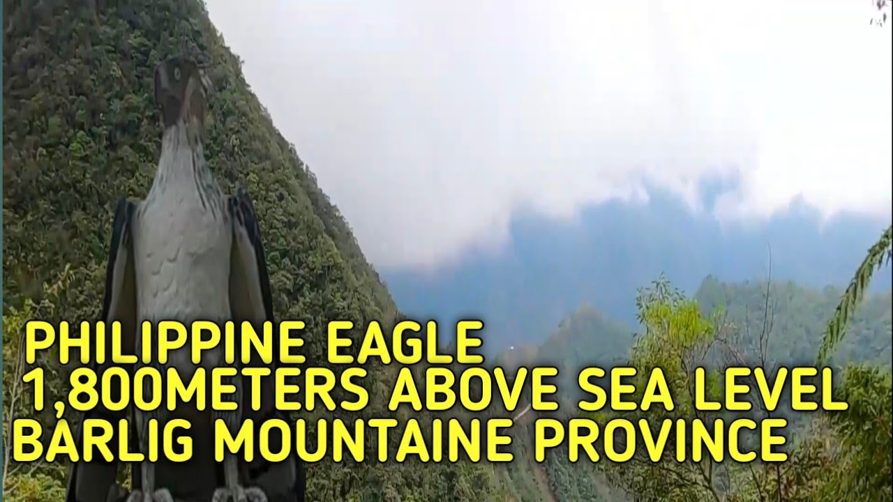 MOTOJOWS | PHILIPPINE EAGLE, BARLIG MOUNTAIN PROVINCE CORDILLERA REGION ...