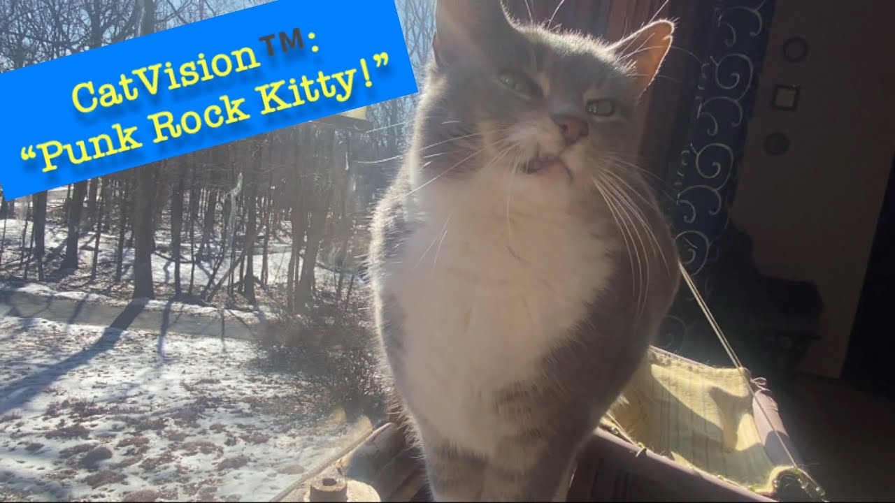 Precious Little Cat’s Punk Rock Sneer - YouTube