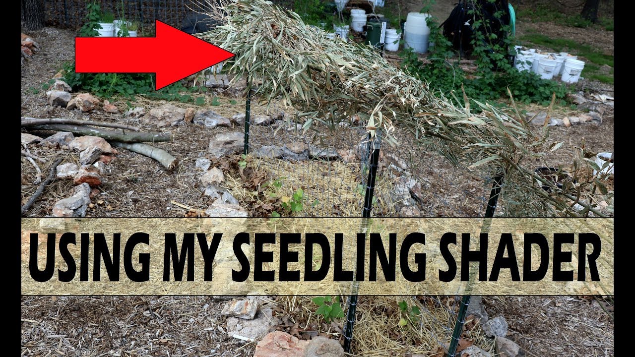 USING MY DIY SEEDLING SHADER TO PROTECT MY TRANSPLANTS - YouTube