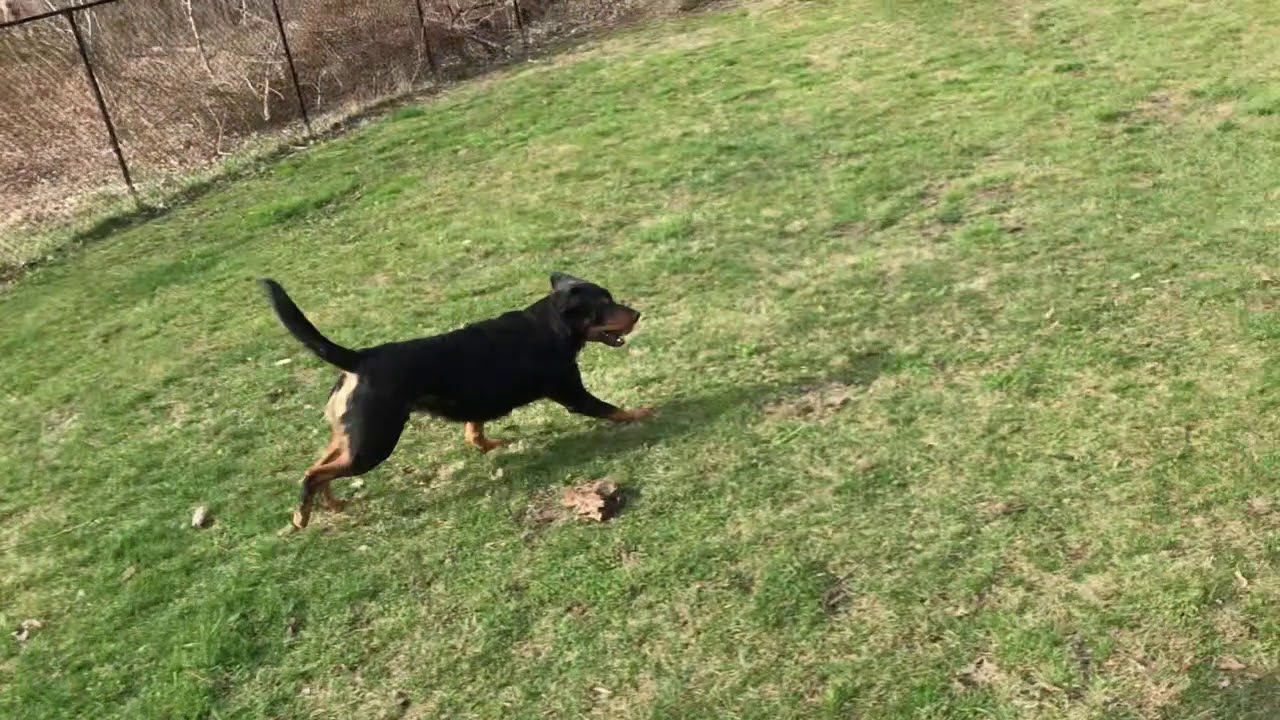 Raco ( German Shepherd/Coonhound Mix) - YouTube